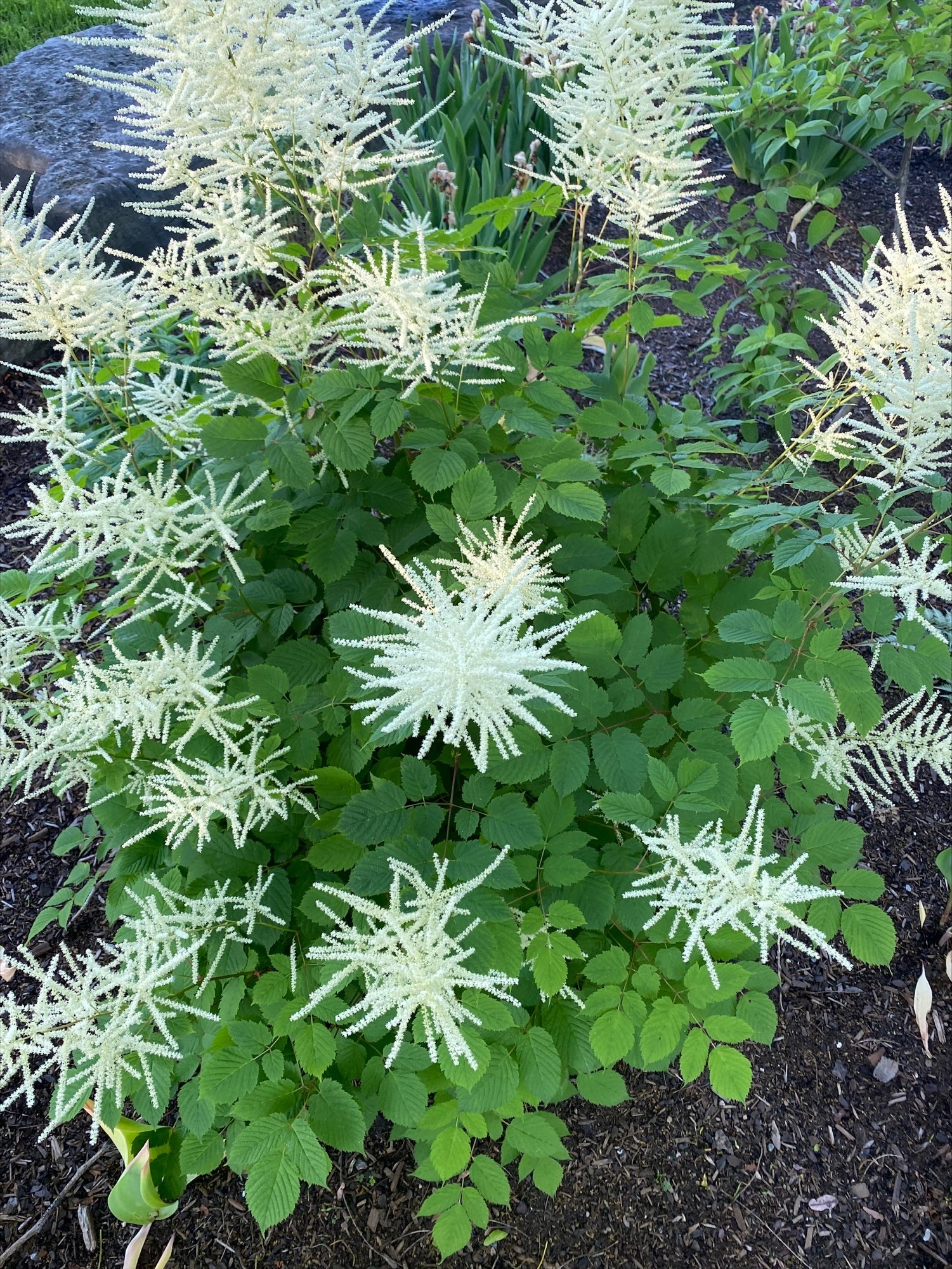 In the Gardens - Dwarf Goat’s Beard | Beechwood